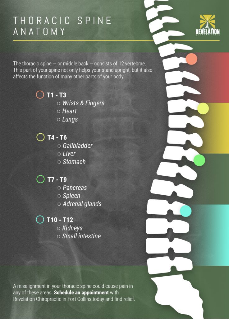 Spine Health Part 2: The Importance Of The Thoracic Spine - Revelation ...