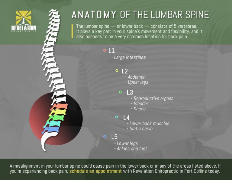 Spine Health Part 3: The Importance Of The Lumbar Spine - Revelation ...
